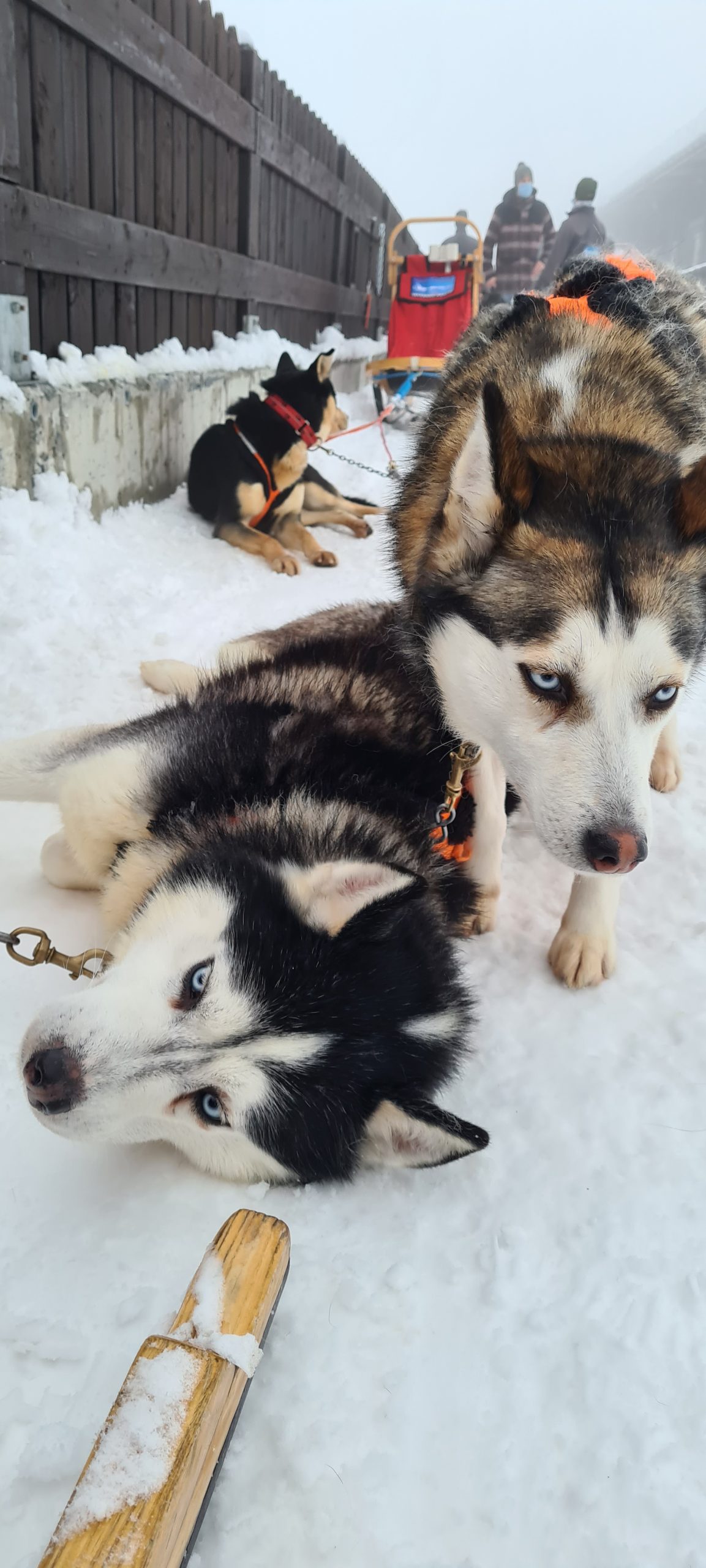Sleddog Husky Village: trasportati nella favola di Balto - Itinerario a ...