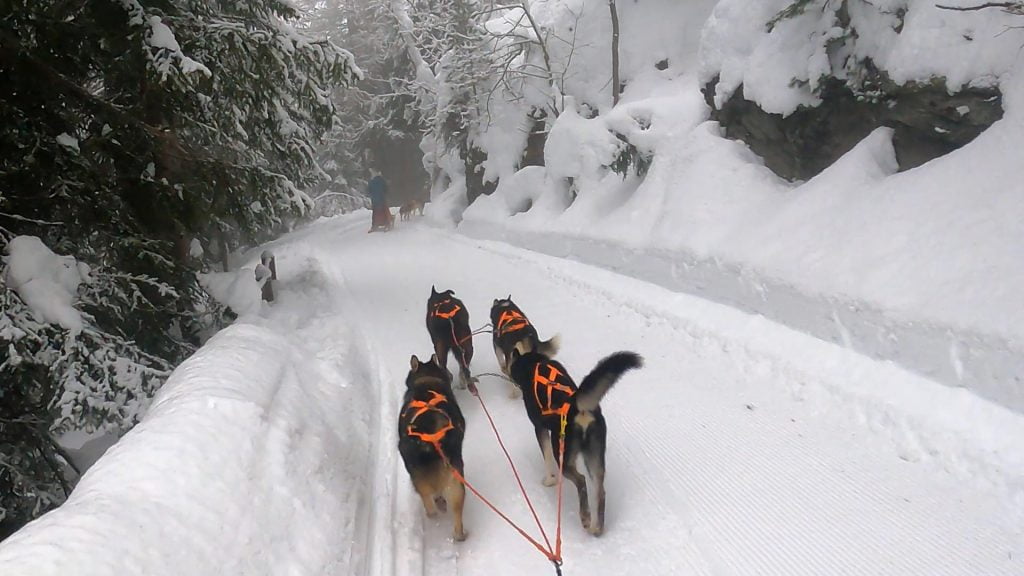 Sleddog Husky Village: trasportati nella favola di Balto - Itinerario a ...